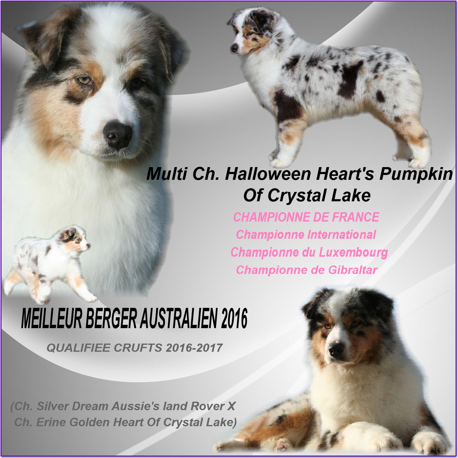 Berger australien - elevage of crystal lake Australian Shepherds